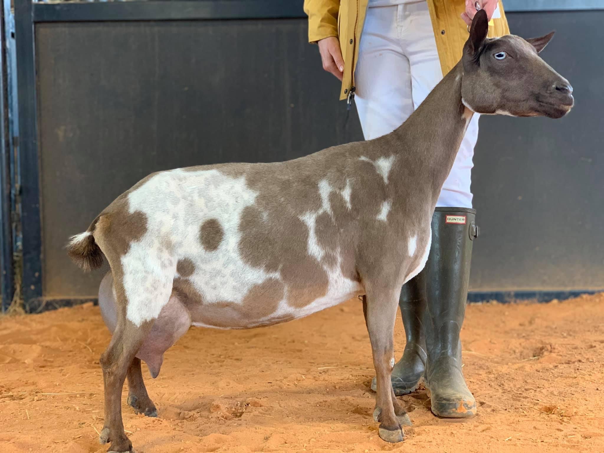 Stardust – Mc6 Nigerian Dwarf Dairy Goats | Shreveport, Louisiana